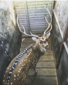 Gallery of Exotics – Pro Exotics | Stock Your Ranch with Exotics