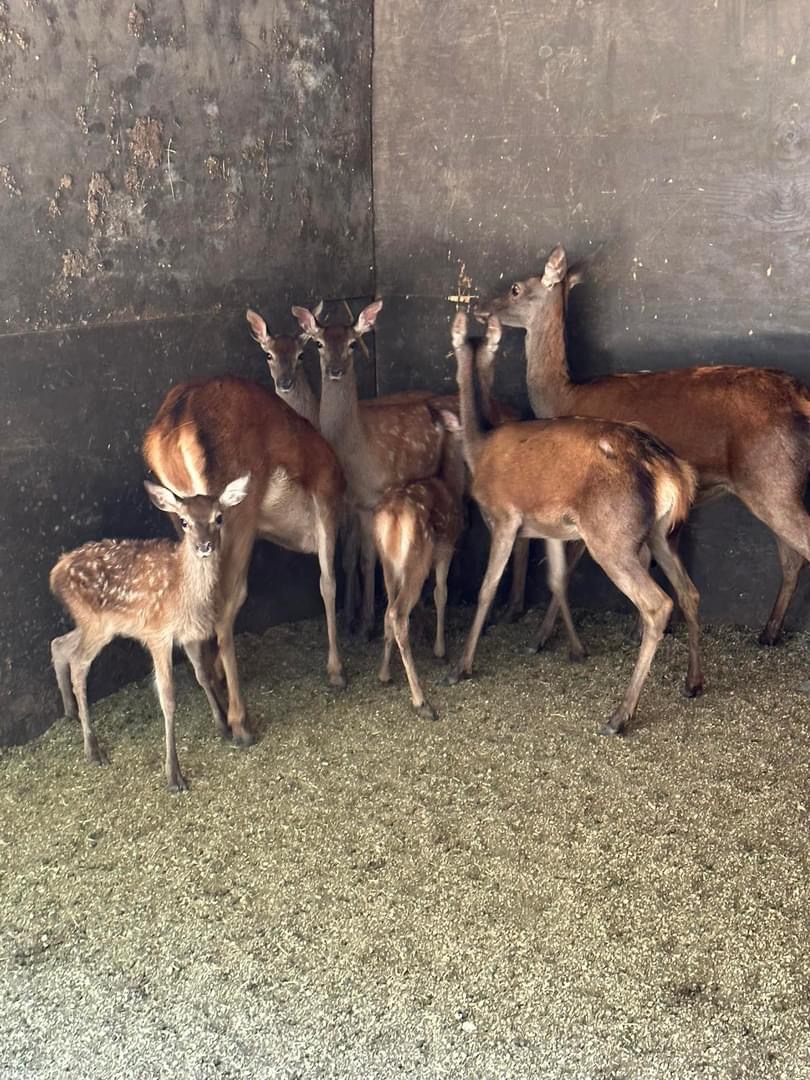 Gallery of Exotics – Pro Exotics | Stock Your Ranch with Exotics