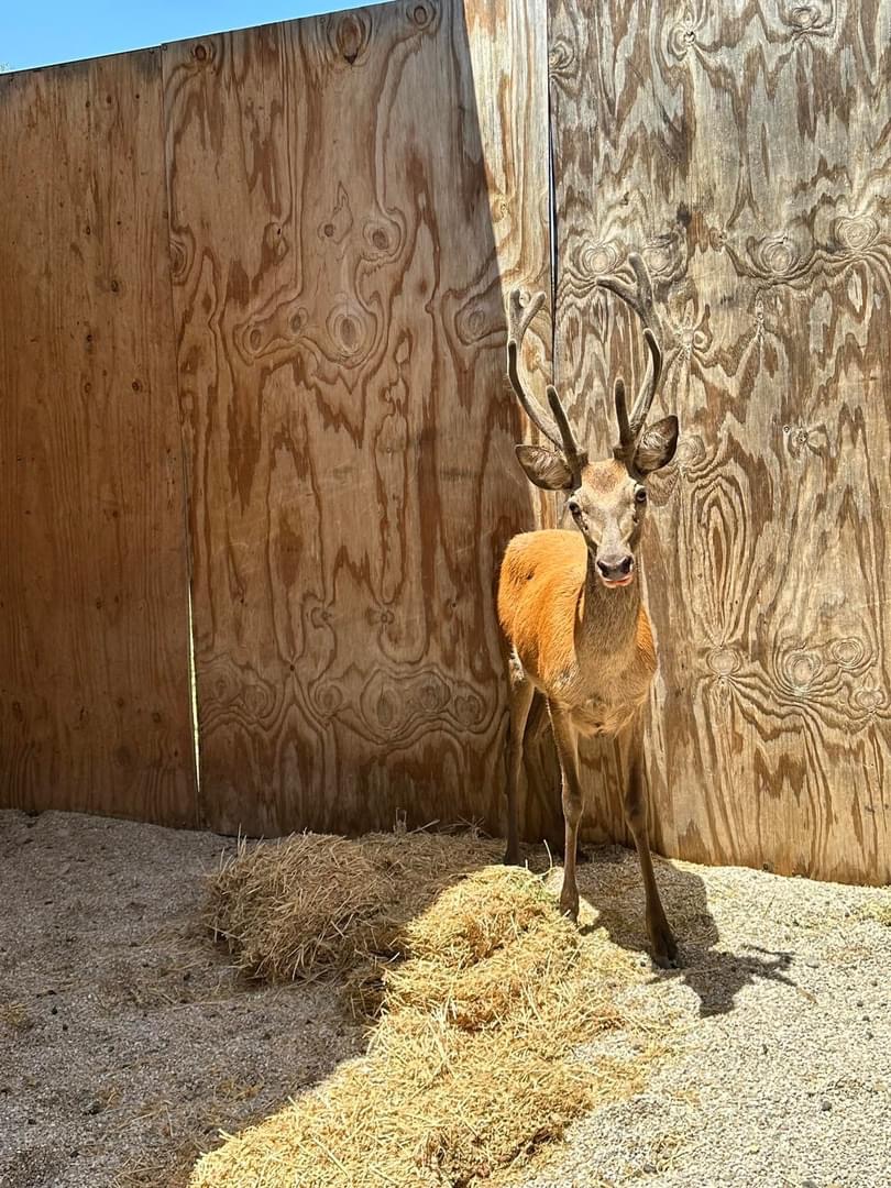 Gallery of Exotics – Pro Exotics | Stock Your Ranch with Exotics