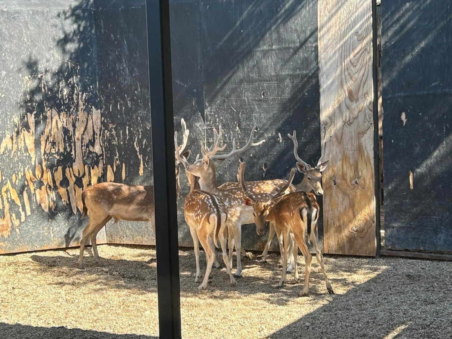 Gallery of Exotics – Pro Exotics | Stock Your Ranch with Exotics