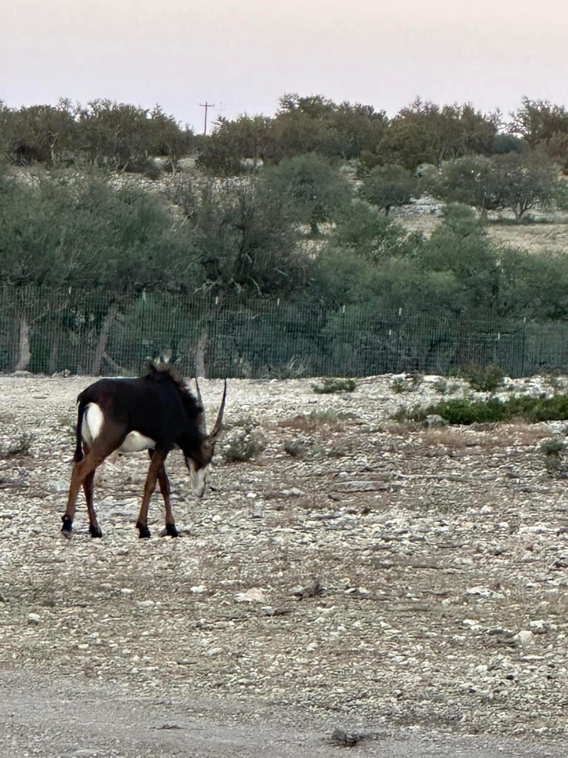 Gallery of Exotics – Pro Exotics | Stock Your Ranch with Exotics