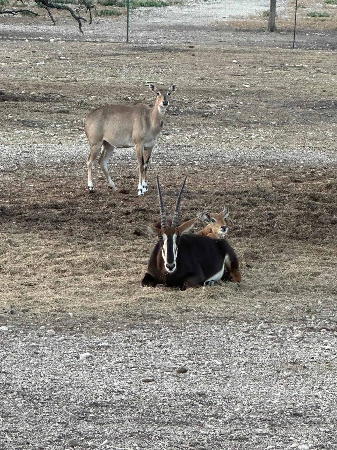 Gallery of Exotics – Pro Exotics | Stock Your Ranch with Exotics