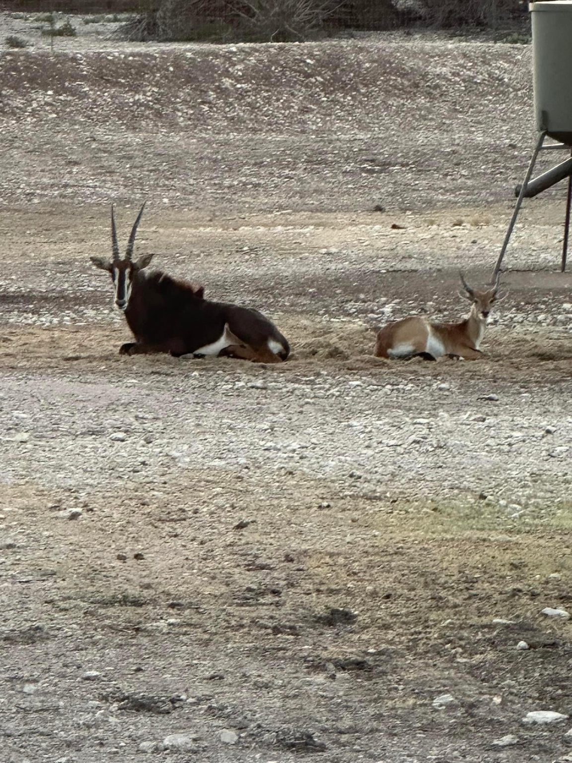 Gallery of Exotics – Pro Exotics | Stock Your Ranch with Exotics