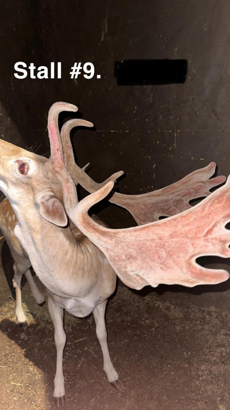 Gallery of Exotics – Pro Exotics | Stock Your Ranch with Exotics