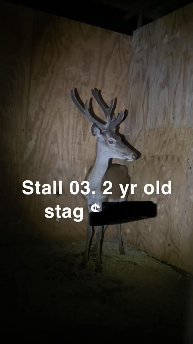 Gallery of Exotics – Pro Exotics | Stock Your Ranch with Exotics