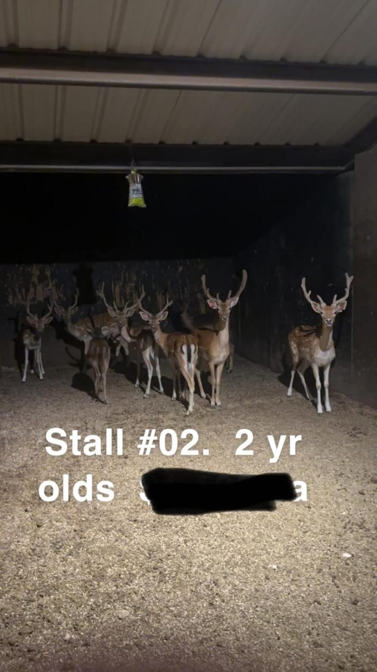 Gallery of Exotics – Pro Exotics | Stock Your Ranch with Exotics