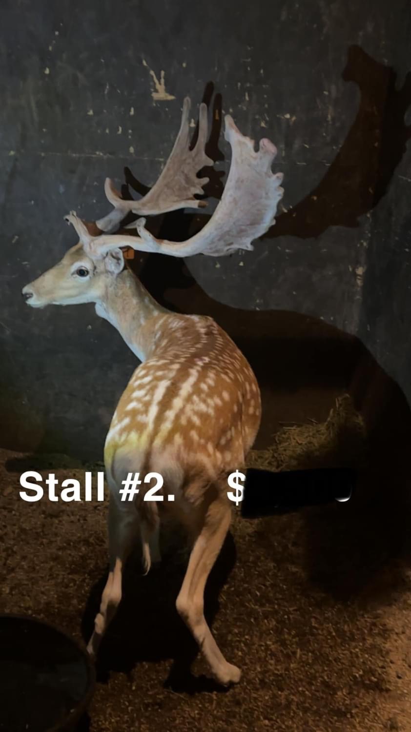 Gallery of Exotics – Pro Exotics | Stock Your Ranch with Exotics