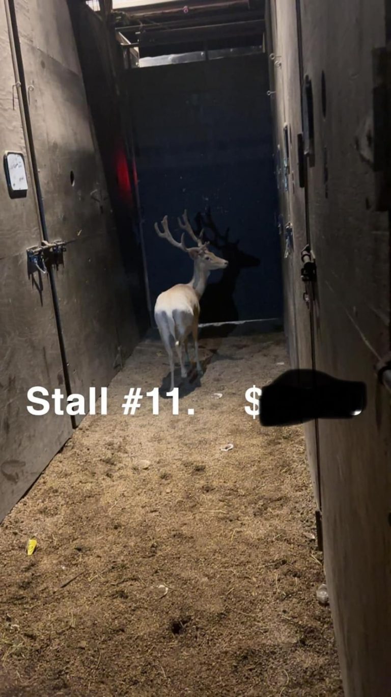 Gallery of Exotics – Pro Exotics | Stock Your Ranch with Exotics