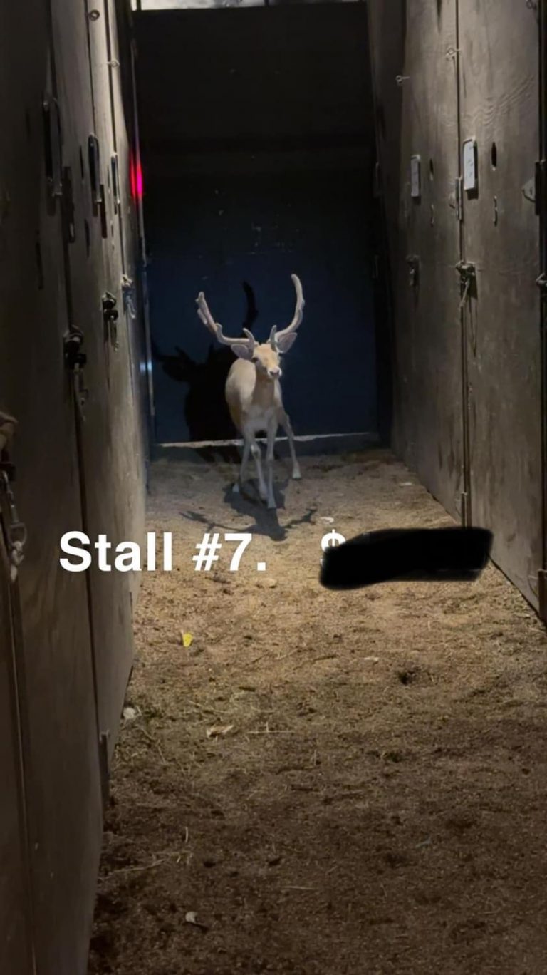 Gallery of Exotics – Pro Exotics | Stock Your Ranch with Exotics