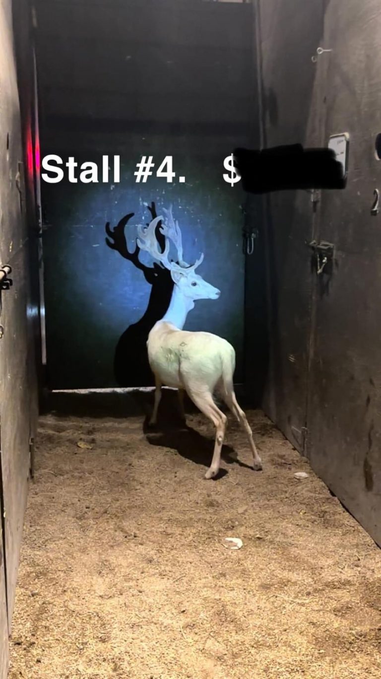 Gallery of Exotics – Pro Exotics | Stock Your Ranch with Exotics