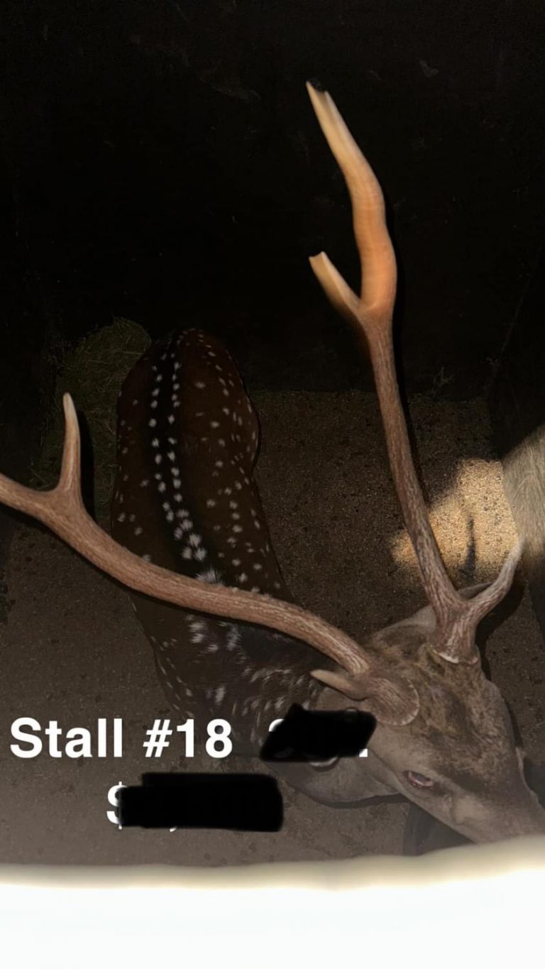 Gallery of Exotics – Pro Exotics | Stock Your Ranch with Exotics