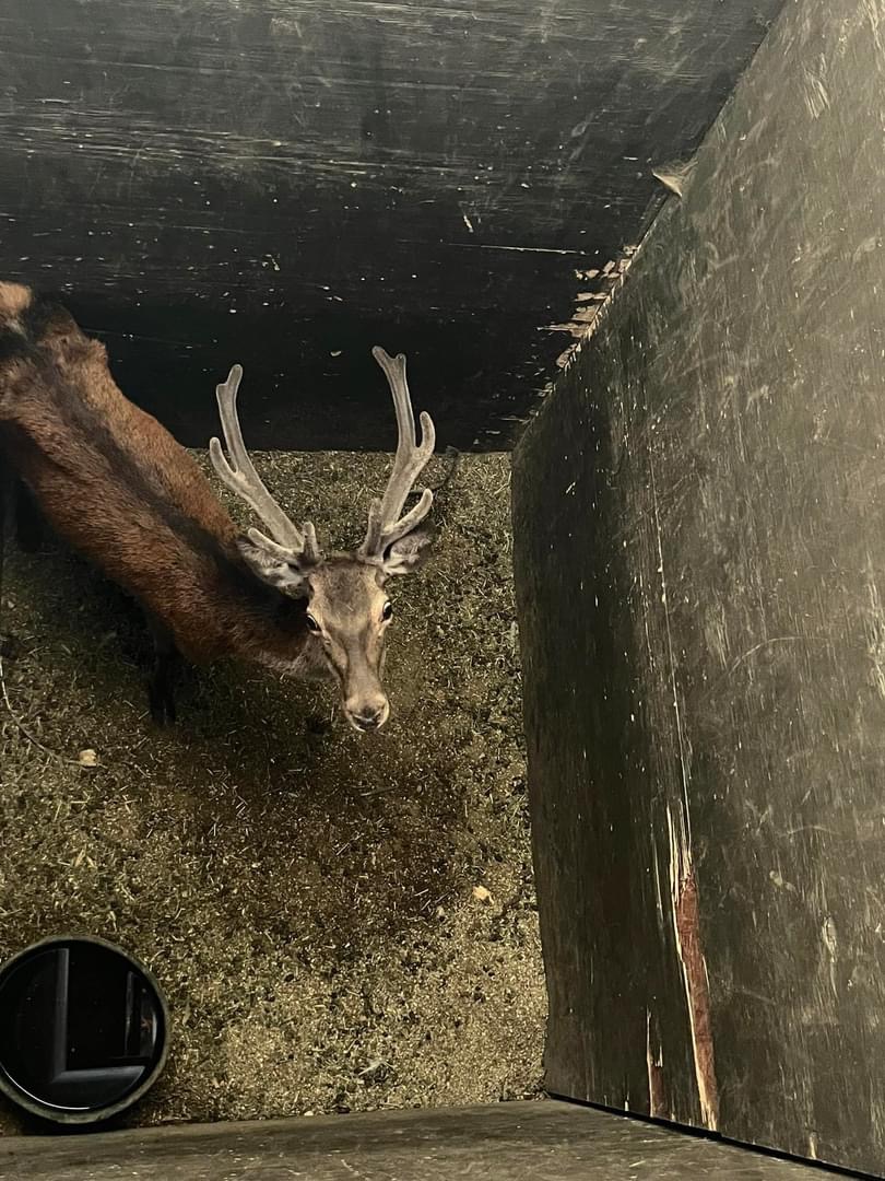 Gallery of Exotics – Pro Exotics | Stock Your Ranch with Exotics