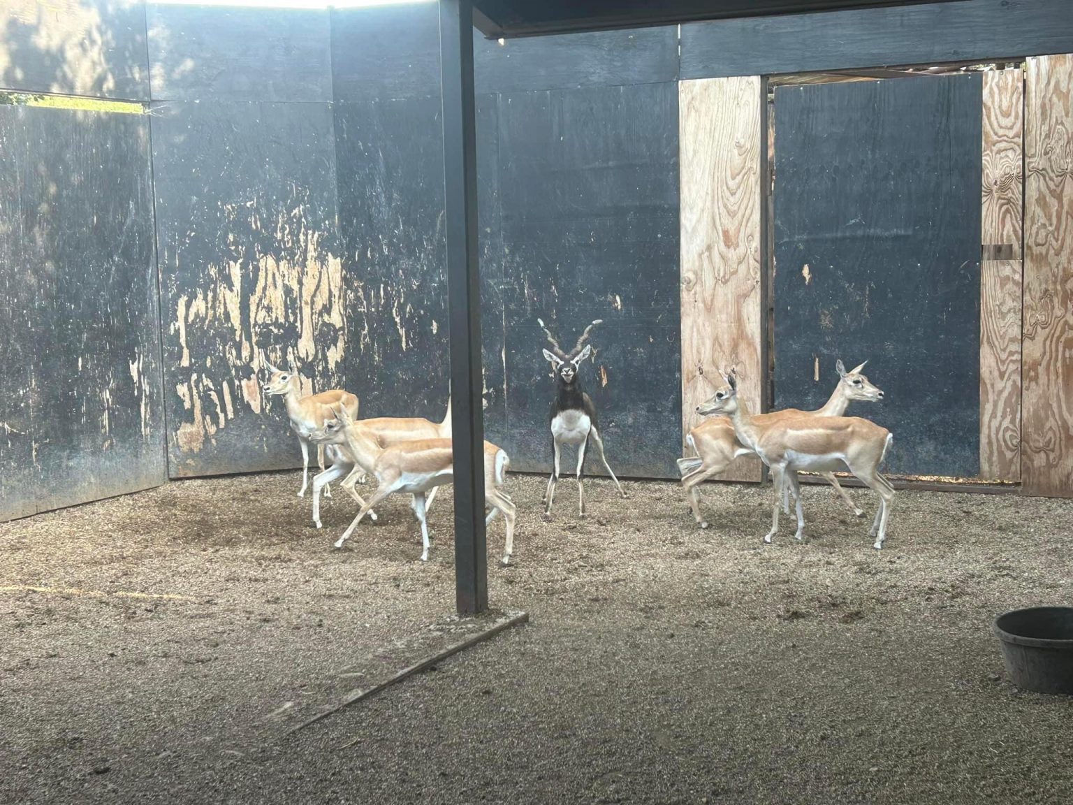 Gallery of Exotics – Pro Exotics | Stock Your Ranch with Exotics